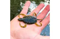 Doomzday Turtle